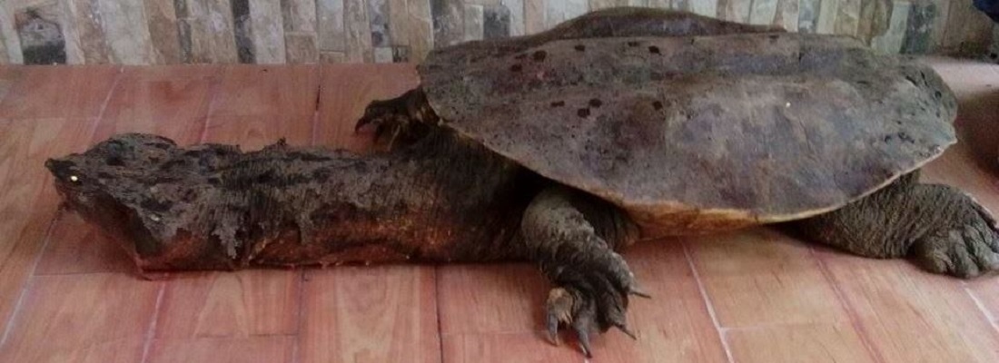 Liberada tortuga Matamata que fue entregada a CORPOAMAZONIA en Putumayo ...