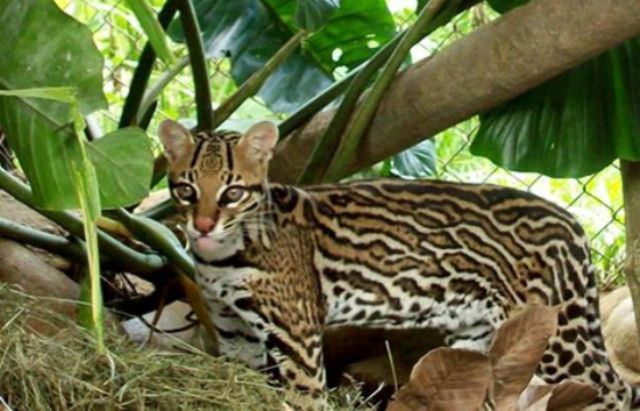 Nueva exhibición de tigrillos en el Parque Emblemático de Fauna ...