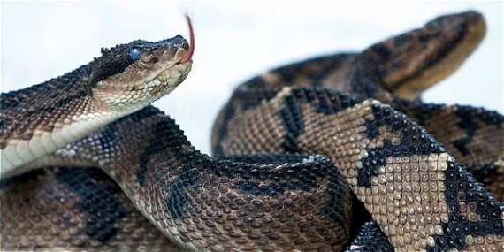 Así lograron que la serpiente 'verrugosa' pusiera huevos en Medellín