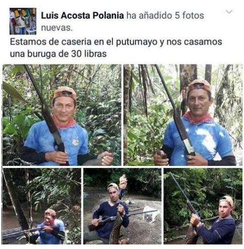 Corpoamazonía rechaza la caza ilegal de Boruga en el Putumayo ...