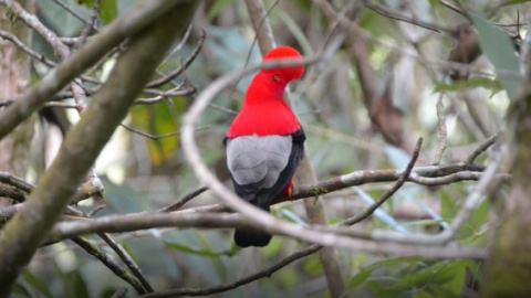 Colombia, # 1 en especies de aves y en turismo para su avistamiento