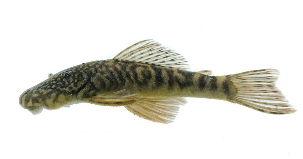 Colombia es el segundo país del mundo con mayor riqueza de peces de ...