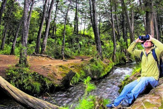 Guía para iniciarse en el avistamiento de aves