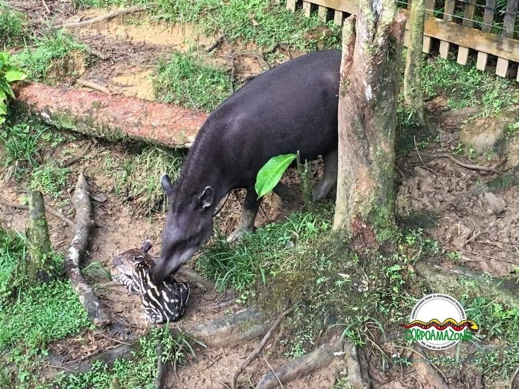 En SURUMA – CEA, nace cría de Danta o Tapir – MiPutumayo NOTICIAS