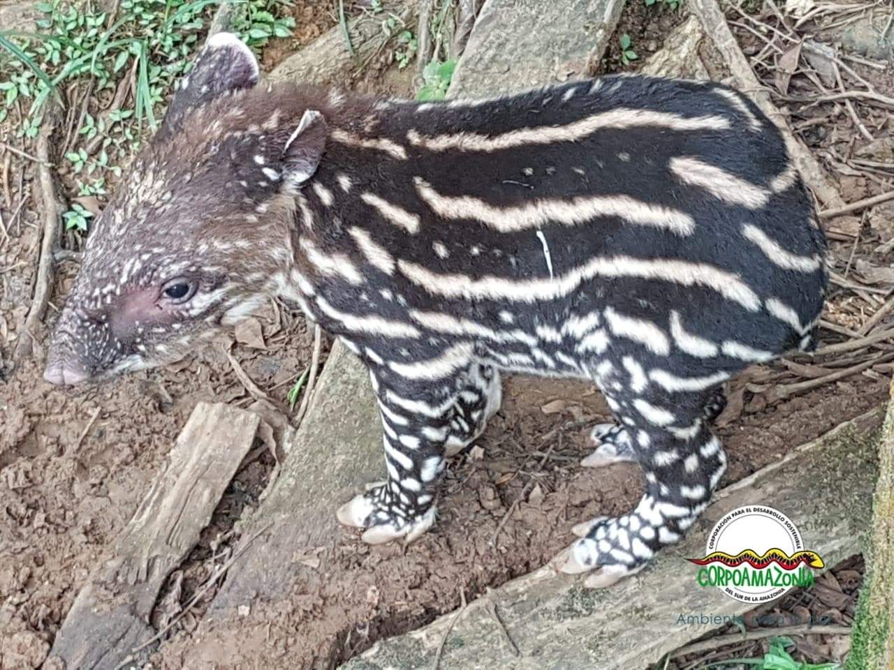 En SURUMA – CEA, nace cría de Danta o Tapir – MiPutumayo NOTICIAS