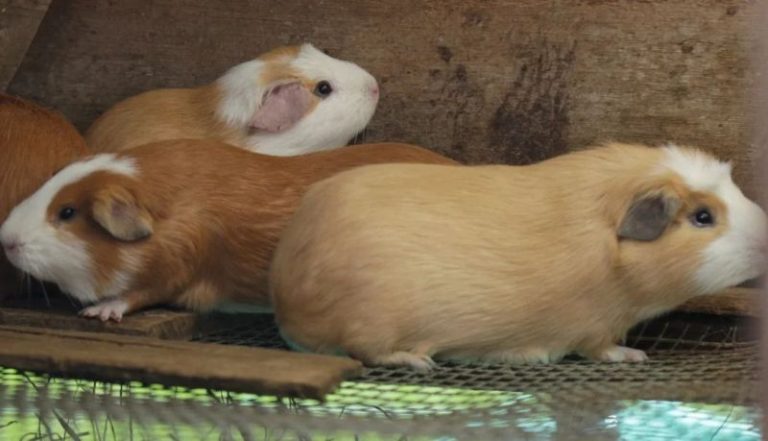 El negocio de la cuyicultura en el país se maneja como un sistema de ...