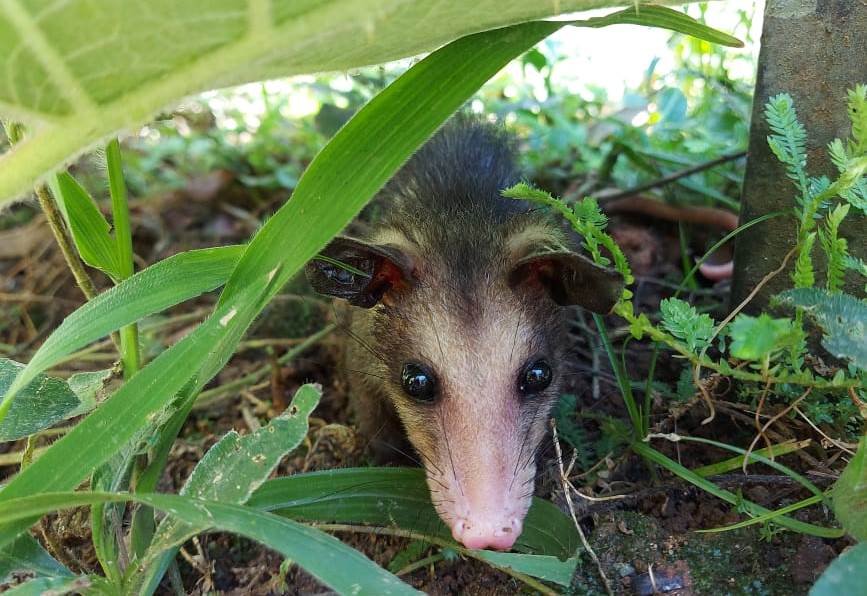 Importancia de la Zarigüeya en los bosques amazónicos - MiPutumayo Noticias