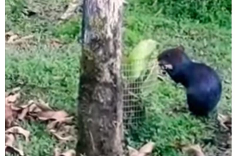 Fauna silvestre en la Amazonía