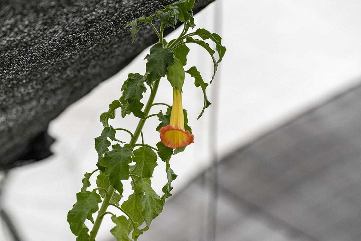 Putumayo y Nariño zona con más diversidad de borrachero en Colombia ...