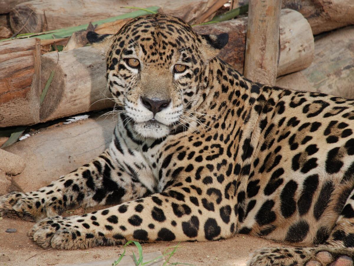 'En la Piel del Jaguar': la campaña contra la matanza y comercio ilegal - MiPutumayo Noticias