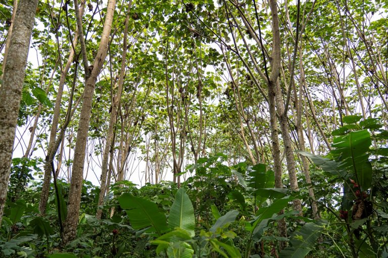 El balso, una alternativa de producción sostenible que contribuye al ...