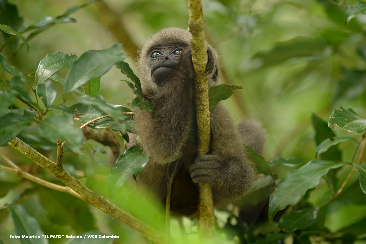 Irlanda y su cruzada por salvar el mono Churuco - MiPutumayo Noticias