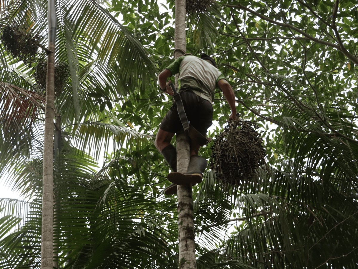 Navidad en Bajo Putumayo: entre la zozobra, la bonanza cocalera y el asaí - MiPutumayo Noticias