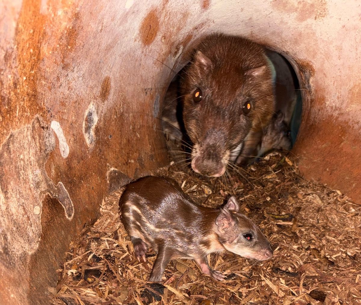 ¡Alegría en la Amazonía! Nace una cría de boruga en el Parque Suruma ...